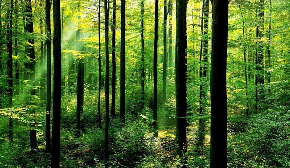 Missing the Forests for the Trees: The Flaw in Army Future Command's ...